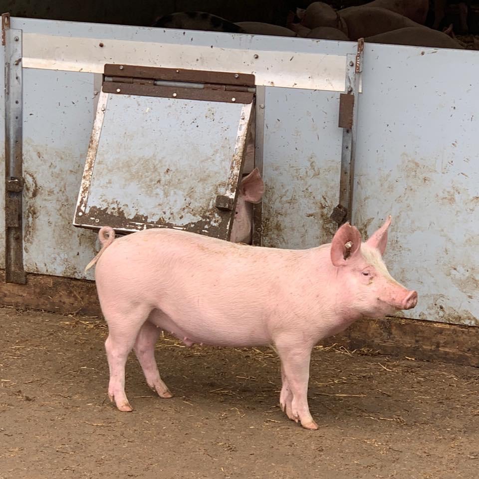 Apfelweinwirtschaft Frau Rauscher eine der besten in ganz Hessen