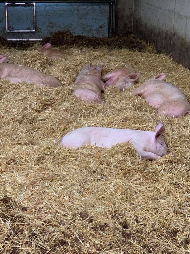 Apfelweinwirtschaft Frau Rauscher eine der besten in ganz Hessen